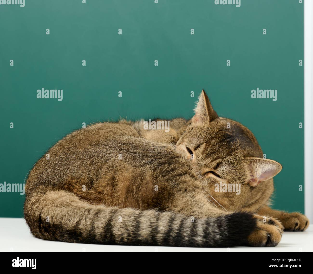 Curled cat hi-res stock photography and images - Alamy