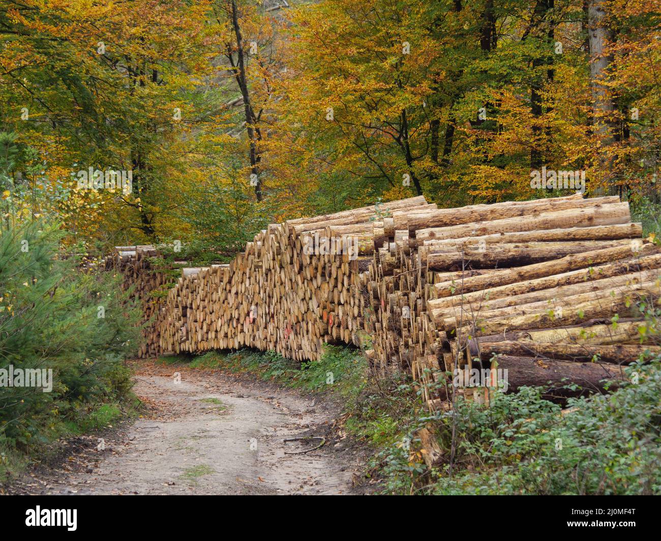 Wood in the forest Stock Photo - Alamy