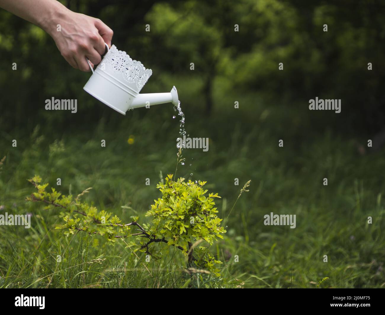 Hand watering plant from white watering can Stock Photo - Alamy