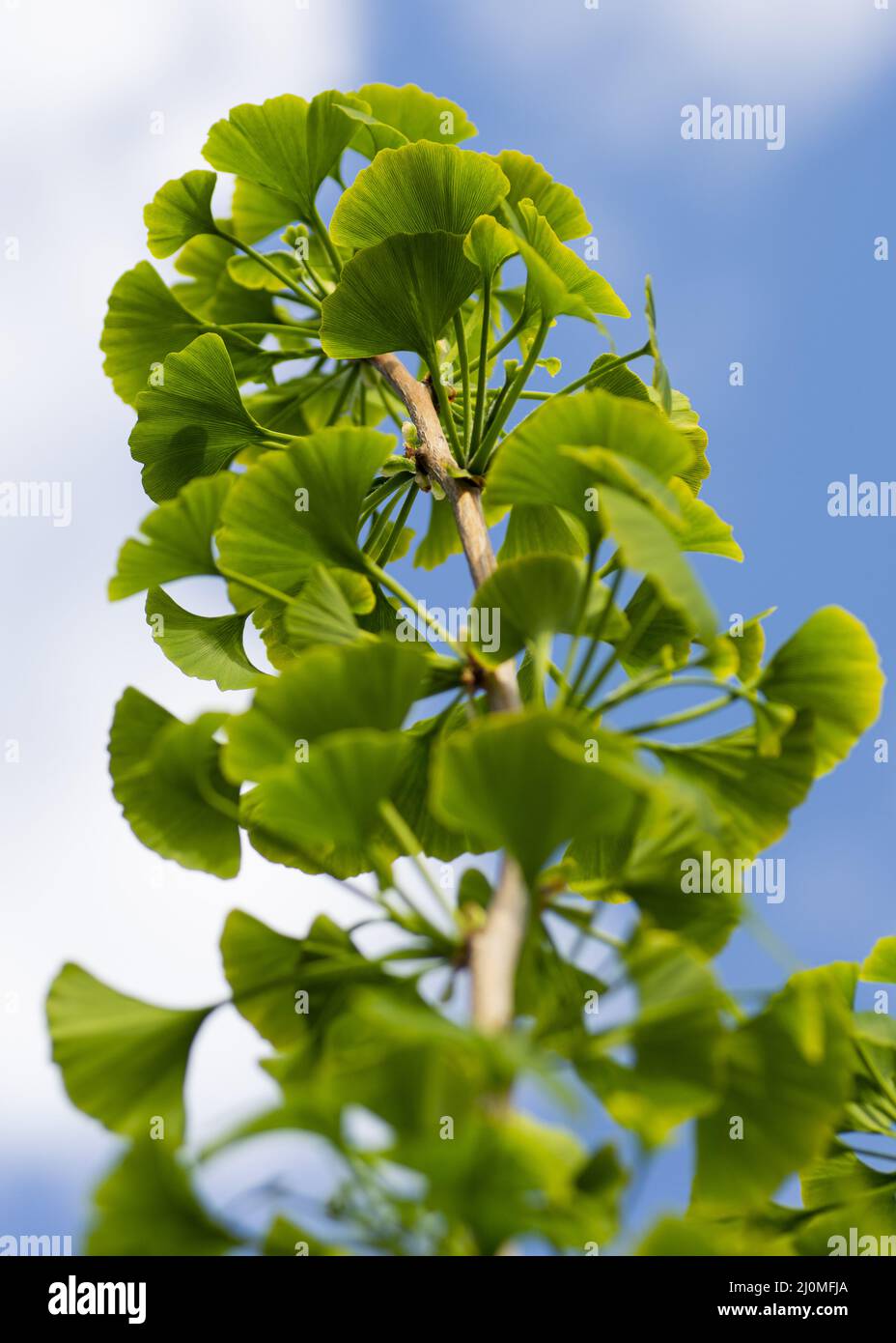 Leaves of a ginkgo biloba tree. Maidenhair tree. Ginkgophyta. Gingko ...