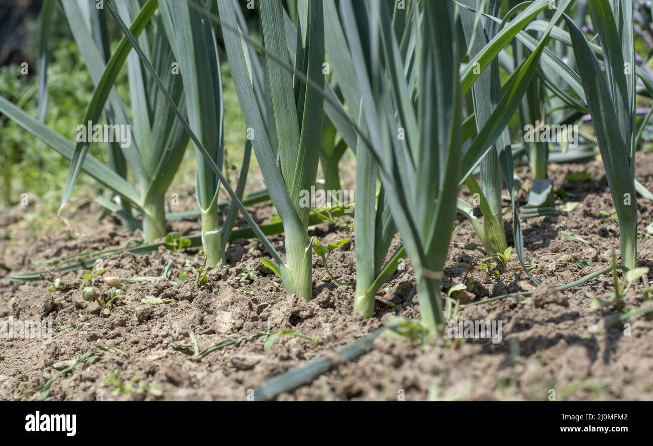 Organic Leeks (Allium ampeloprasum) growing in the garden. The ...