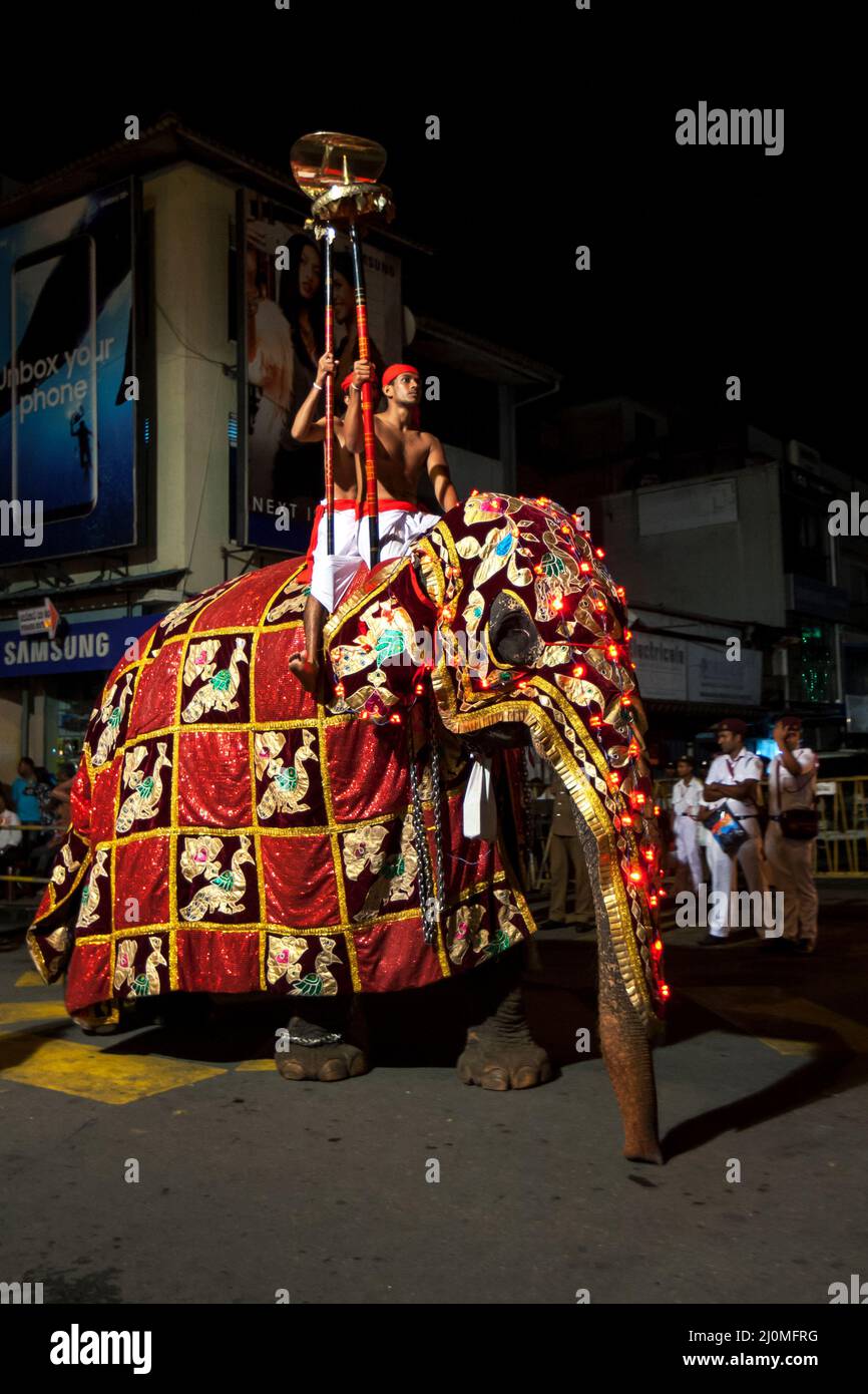 A ceremonial elephant dressed in a red cloak parades along a street at ...