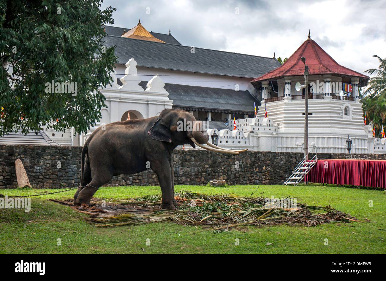 A ceremonial elephant stands in front of the Temple of the Sacred Tooth ...