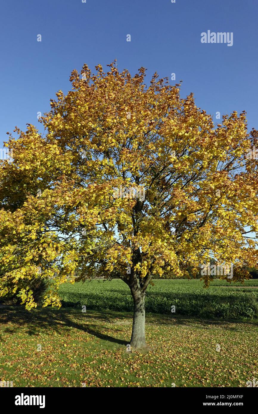 Maple tree in yellow autumn colors Stock Photo - Alamy