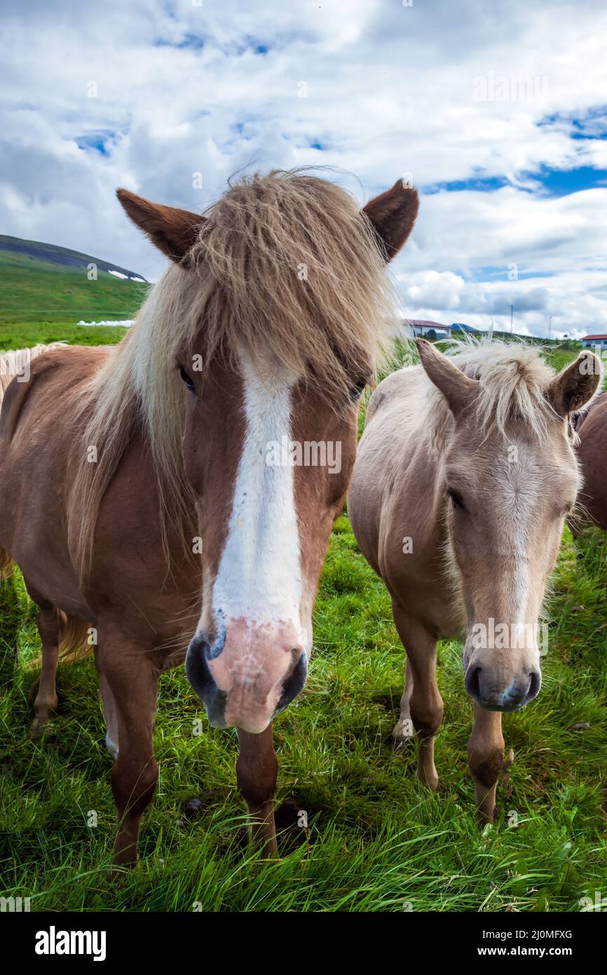 Portraits of two horses Stock Photo - Alamy