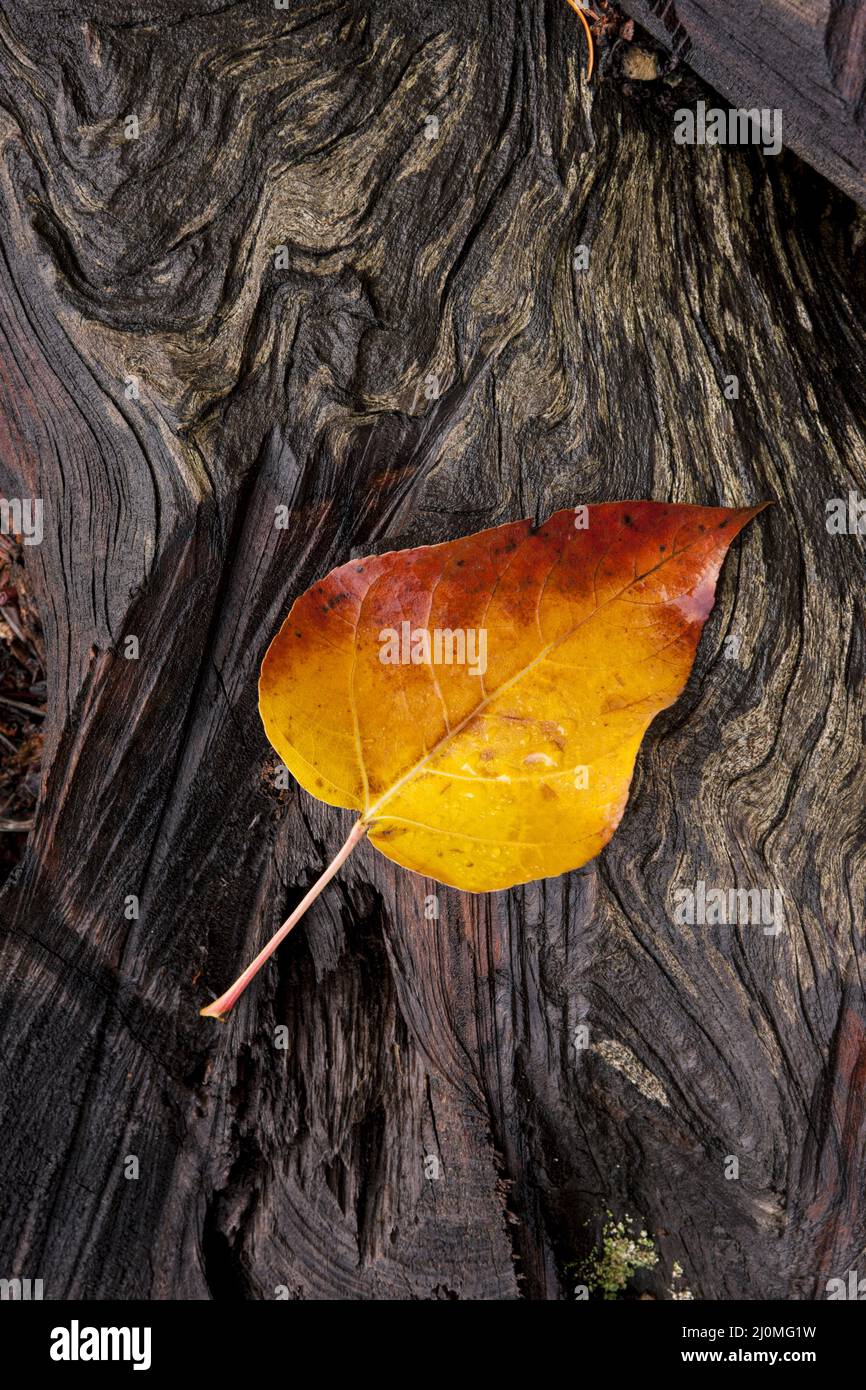 The yellow log hi-res stock photography and images - Alamy