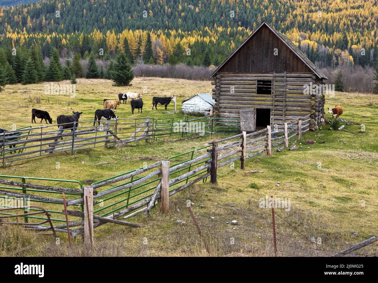 Cow in barnyard hi-res stock photography and images - Alamy
