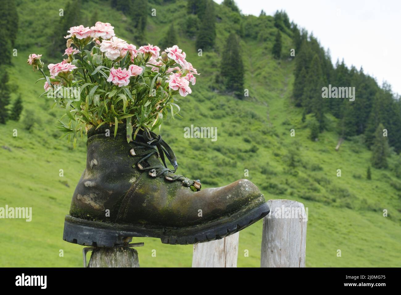 Old boot flowers hi-res stock photography and images - Alamy