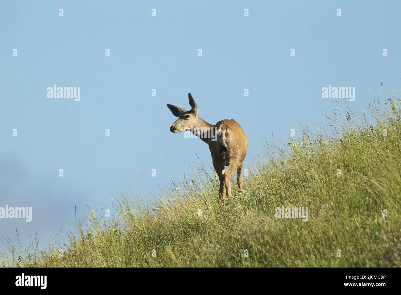 Side of hill hi-res stock photography and images - Alamy