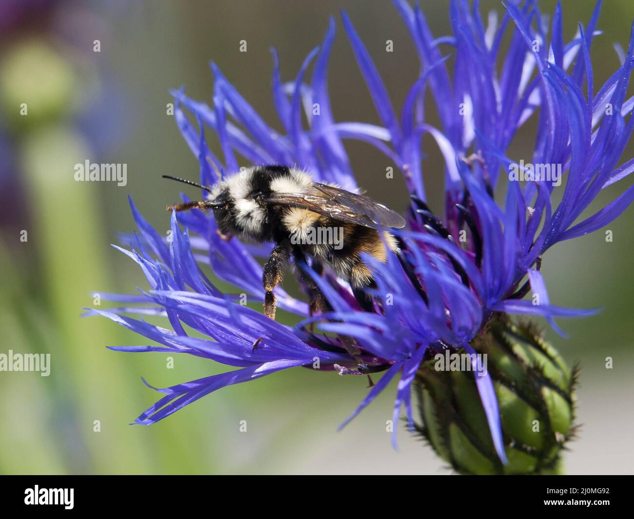 Furry bug hi-res stock photography and images - Alamy