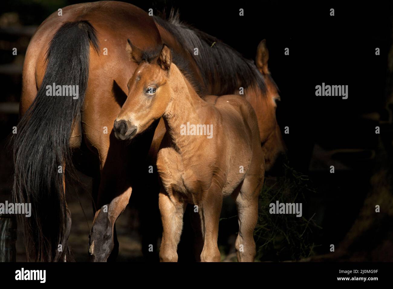 Mother horse with colt hi-res stock photography and images - Alamy