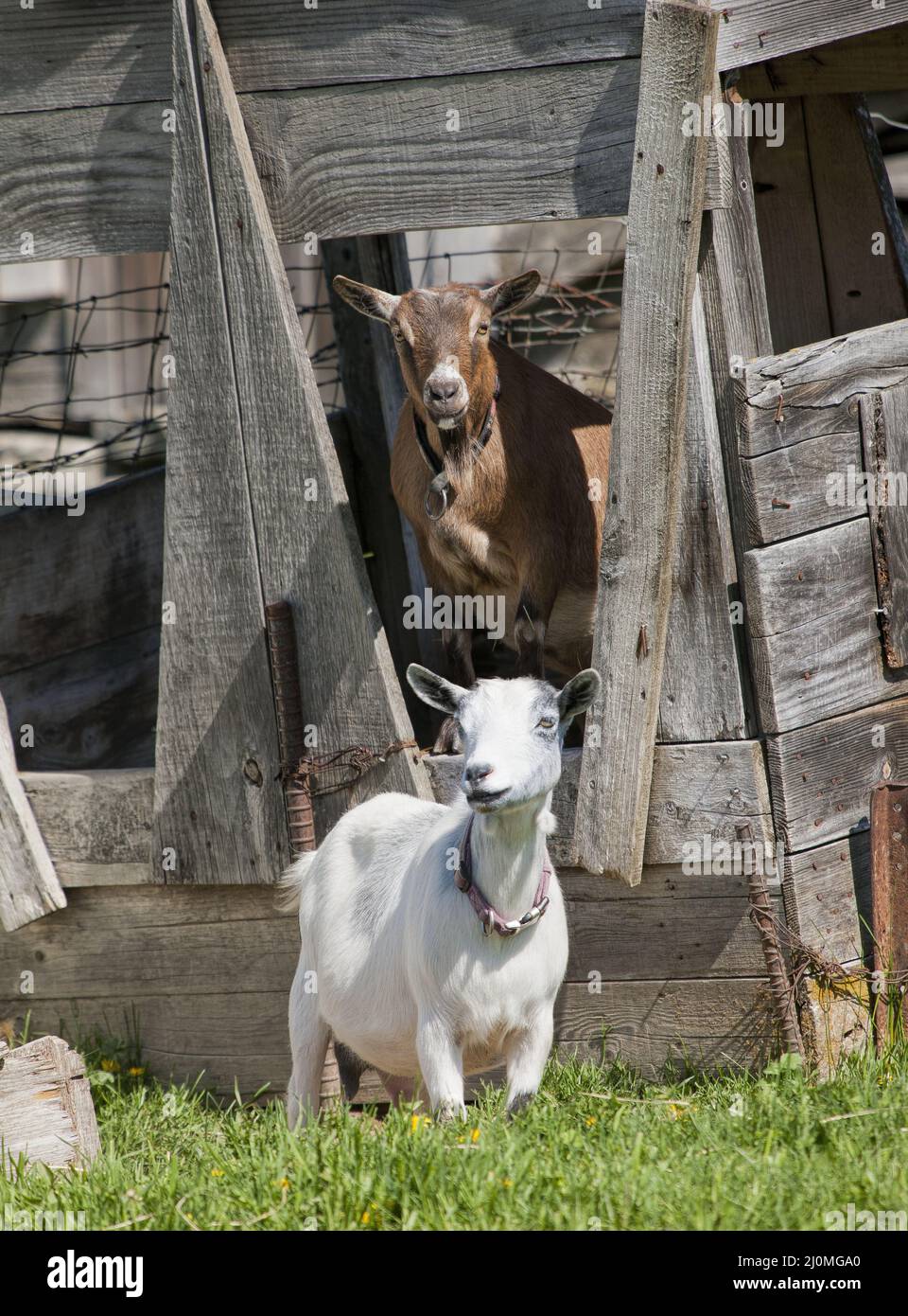 Two brown domestic goats hi-res stock photography and images - Alamy