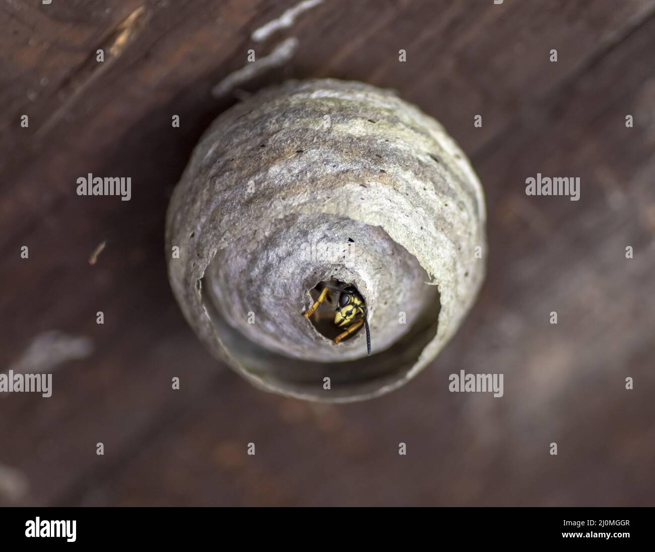 European common wasp (Vespula vulgaris) coming out of the nest Stock ...