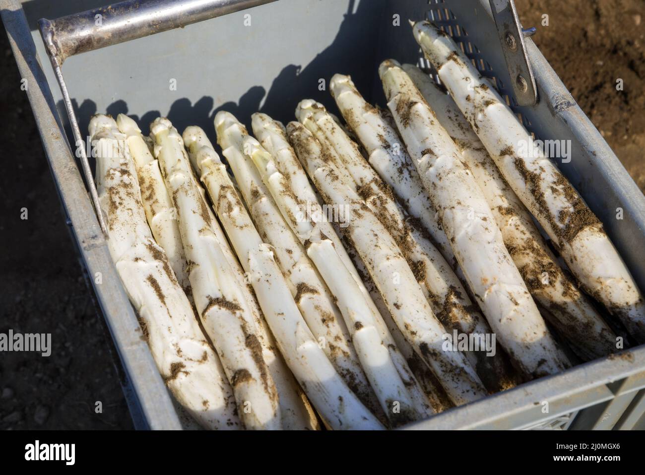 Asparagus in a box hi-res stock photography and images - Alamy