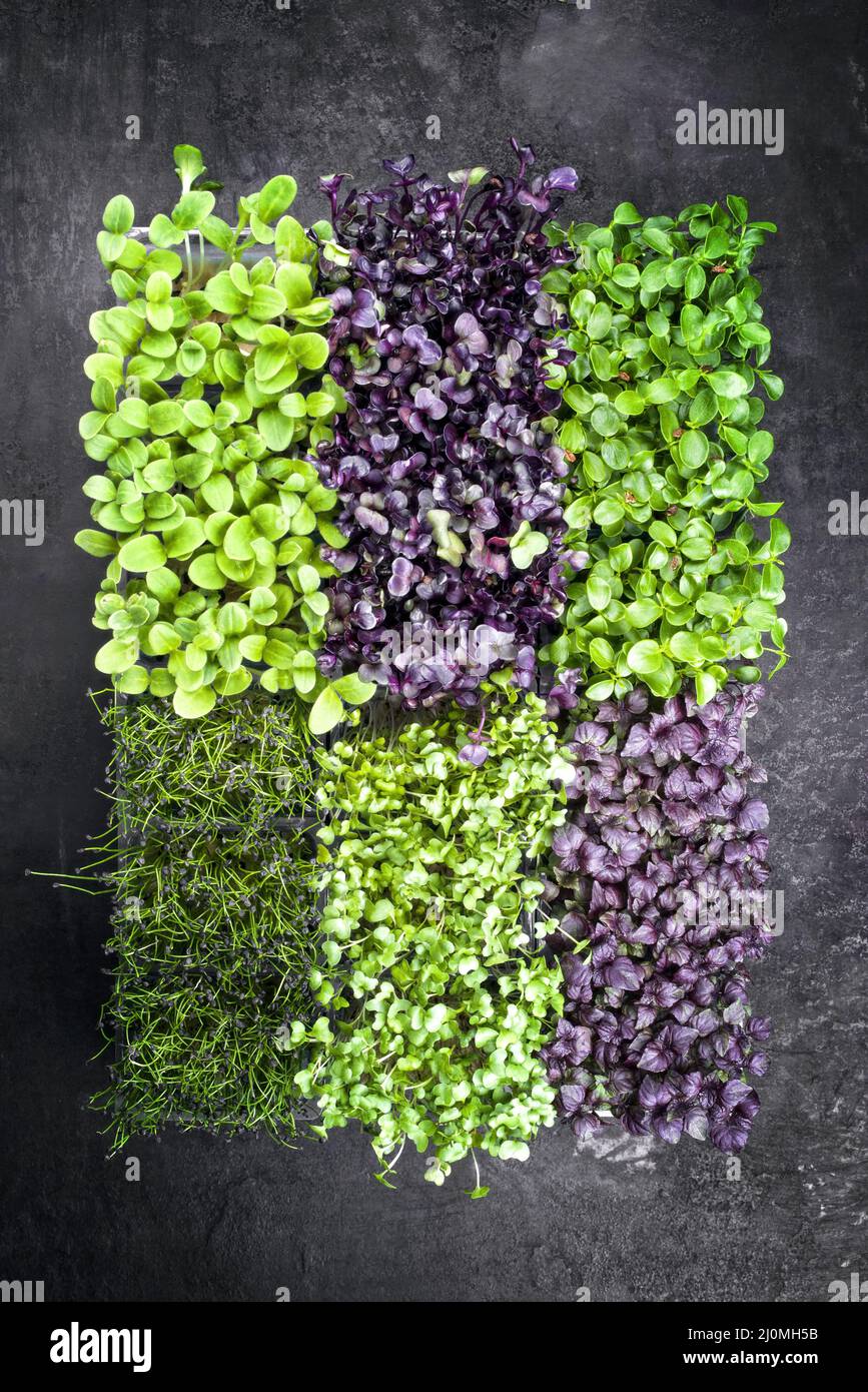 Fresh Japanese sakura garden cress germ bud mix as top view on a black ...