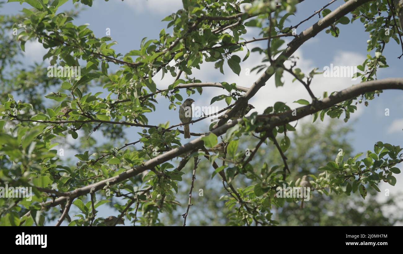 apple tree with small green apples on a branch, wide photo Stock Photo ...
