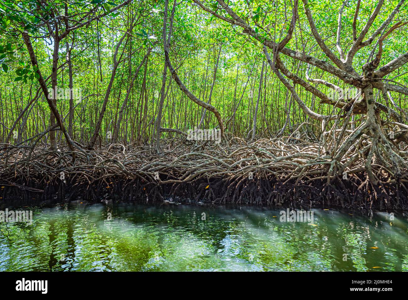 Beautiful scene mangrove forest hi-res stock photography and images - Alamy