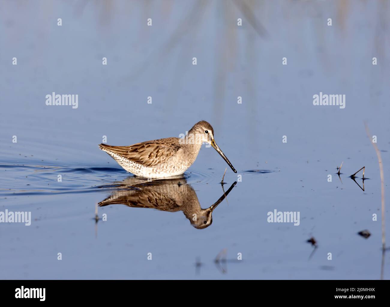 Long billed Dowitcher and Reflection Stock Photo - Alamy