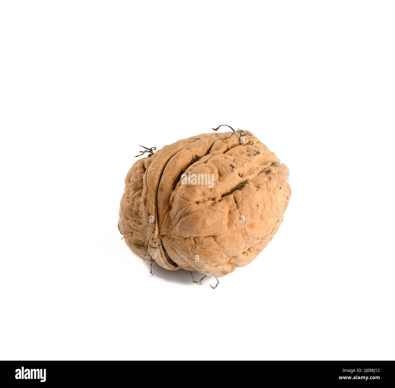 Walnut kernel close up hi-res stock photography and images - Alamy