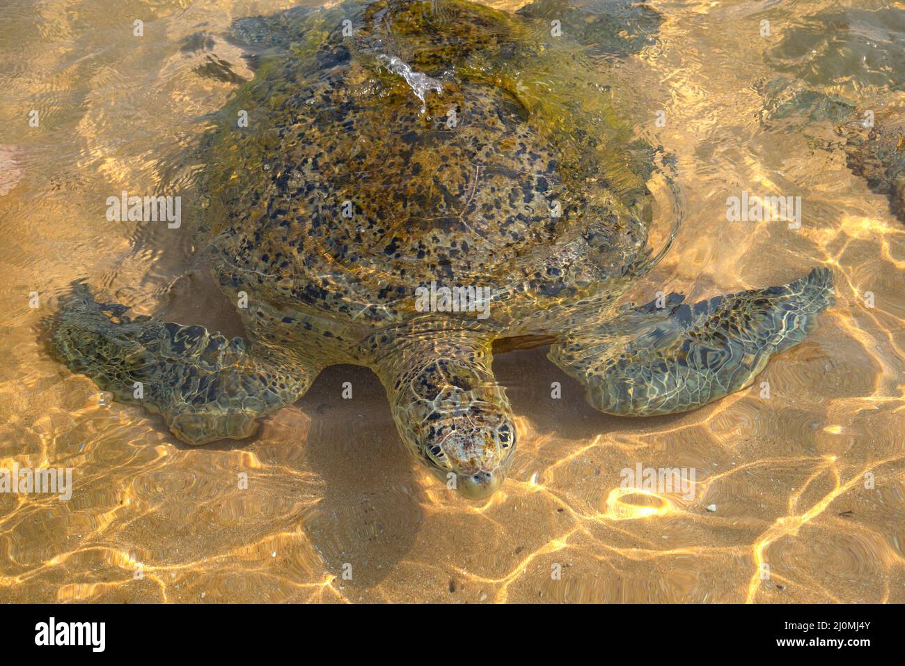 A large sea turtle on the shallows of the Indian Ocean coast. Sri Lanka ...
