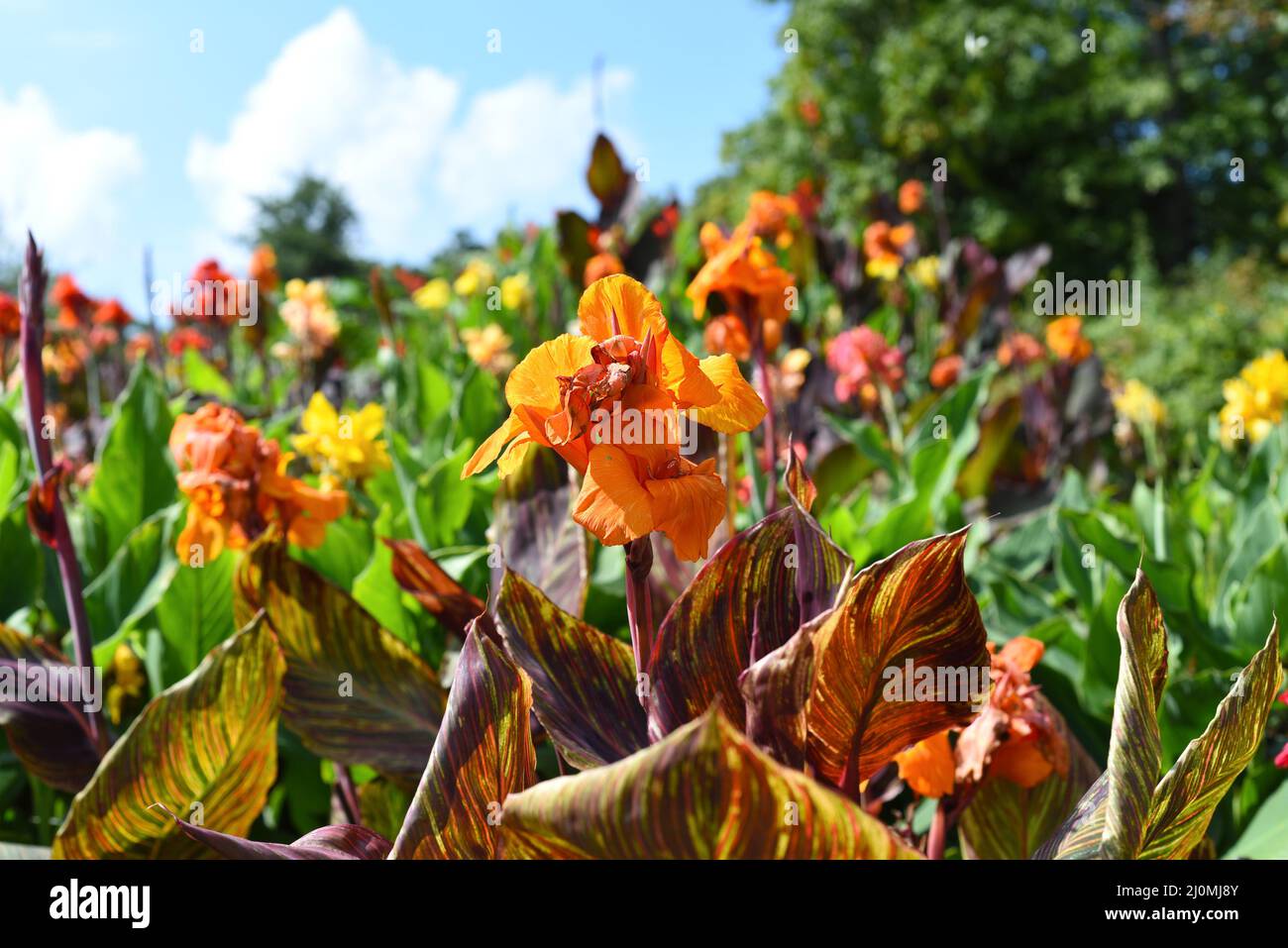 Canna canna indica hi-res stock photography and images - Alamy