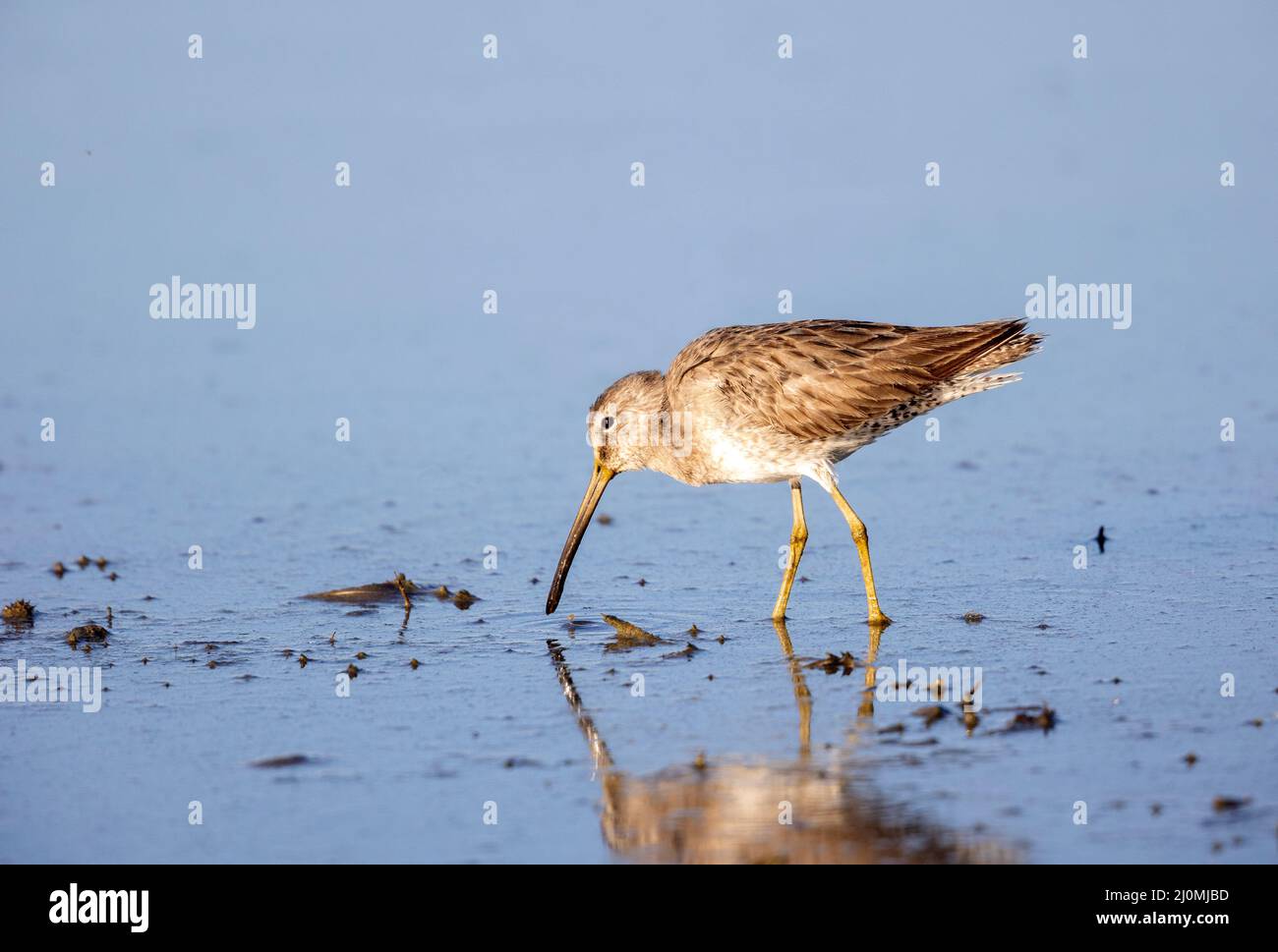 Long billed Dowitcher Stock Photo - Alamy