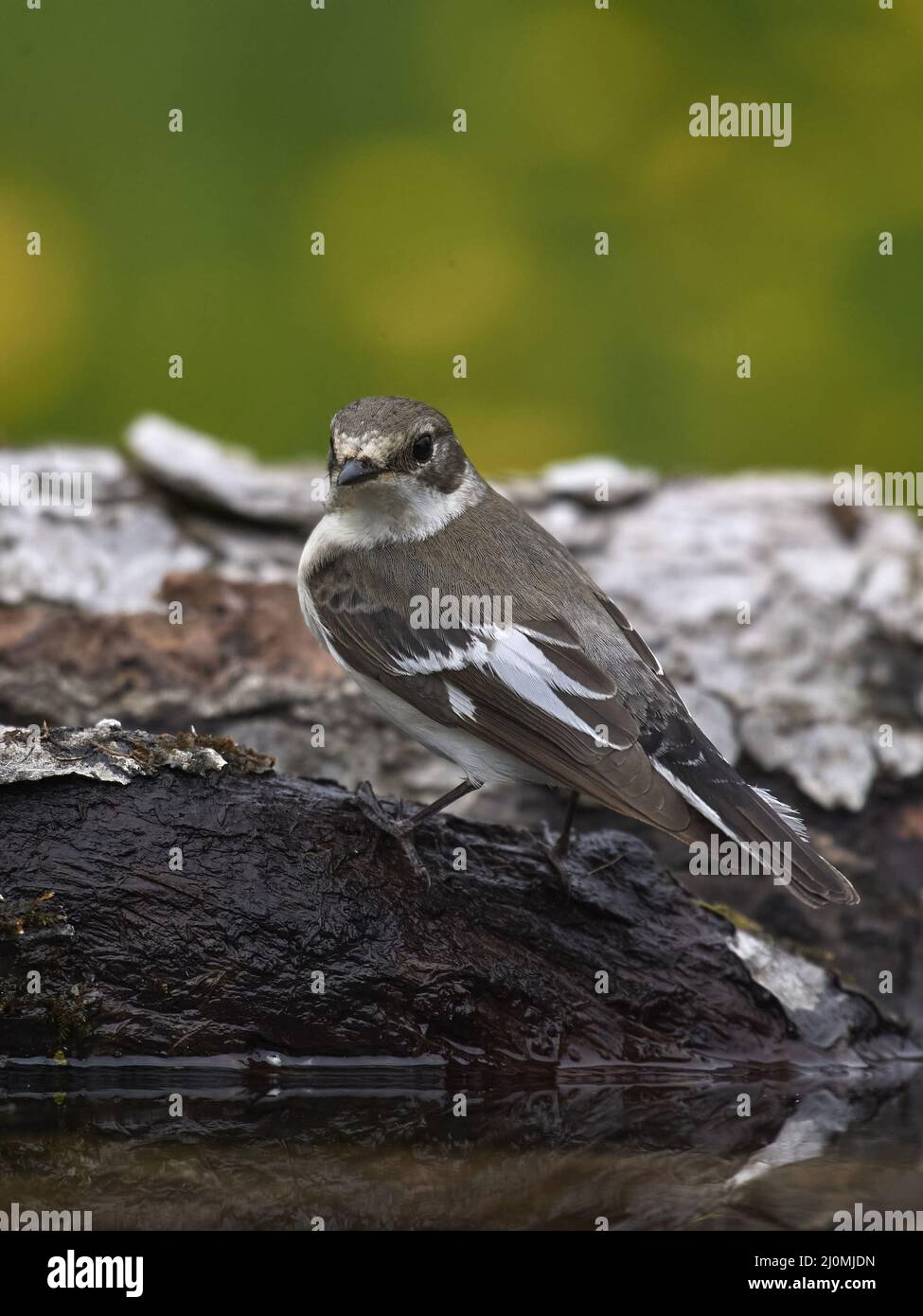 Halsbandschnaepper hi-res stock photography and images - Alamy