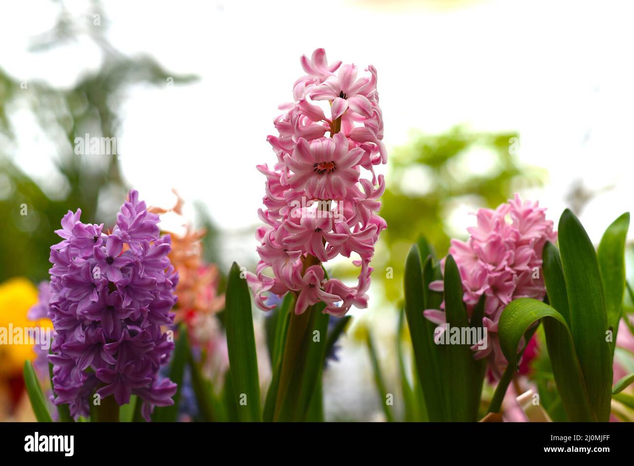 Hyacinth flowers Fon Dante, Aida, Broadway growing close up Stock Photo ...