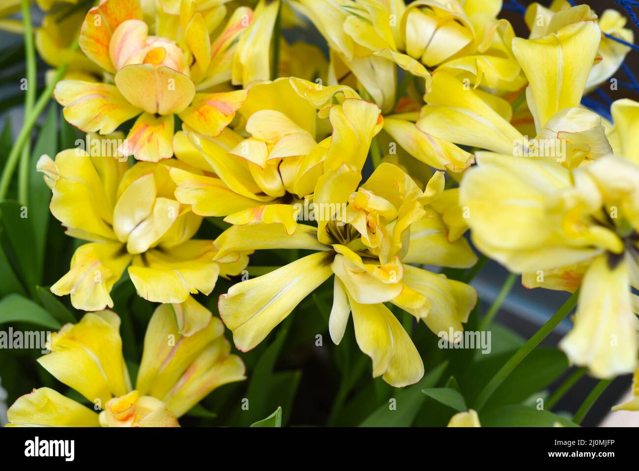 Many petal flower hi-res stock photography and images - Alamy