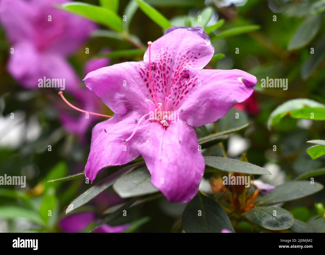 Pink azalea flower growing on a shrub Stock Photo - Alamy