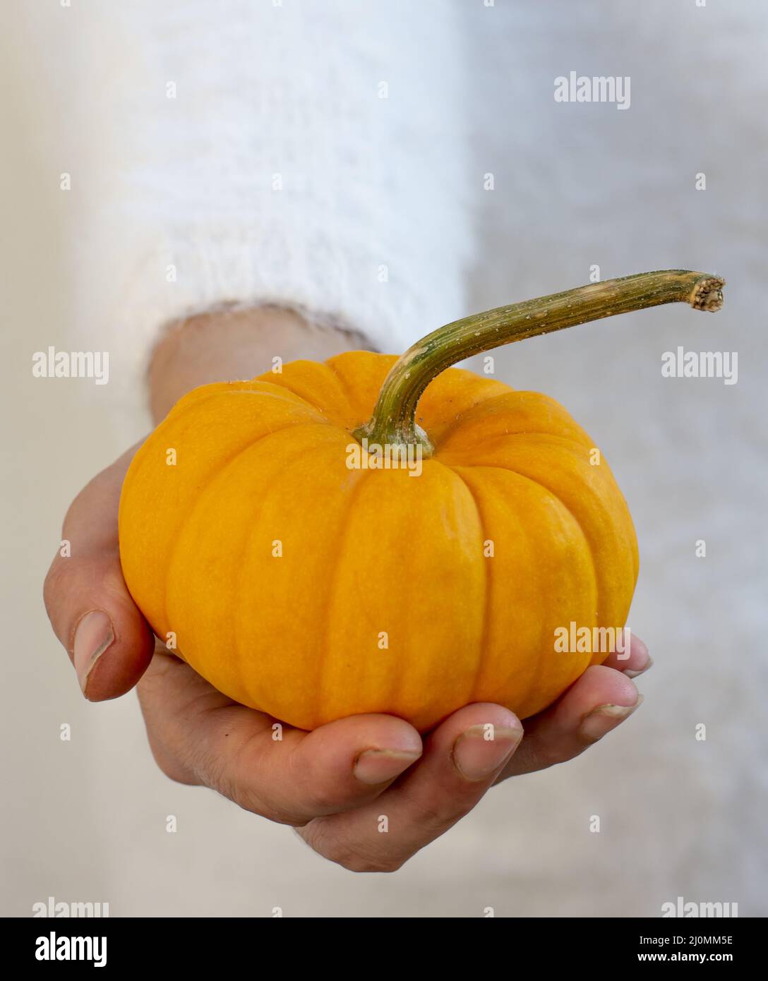 Unrecognizable woman holding single yellow decorative dwarf pumpkin in ...