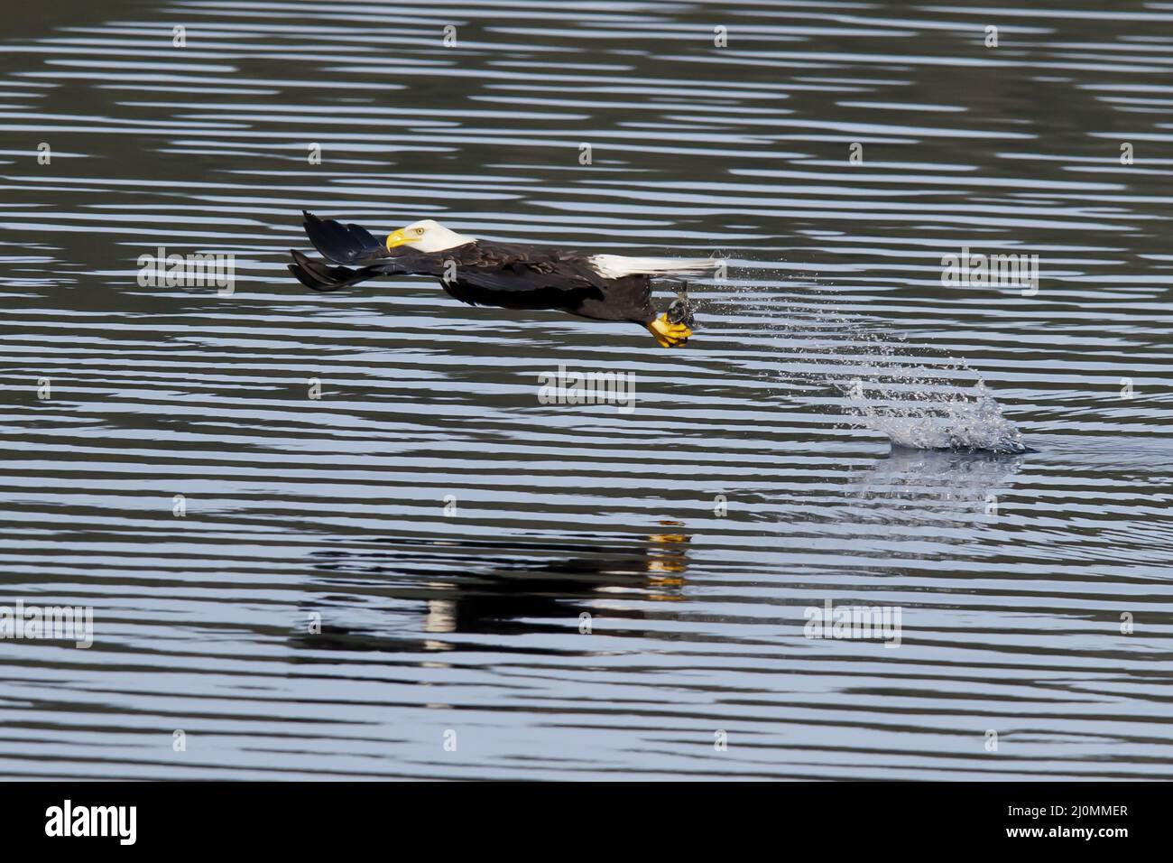 Flying fish species hi-res stock photography and images - Alamy