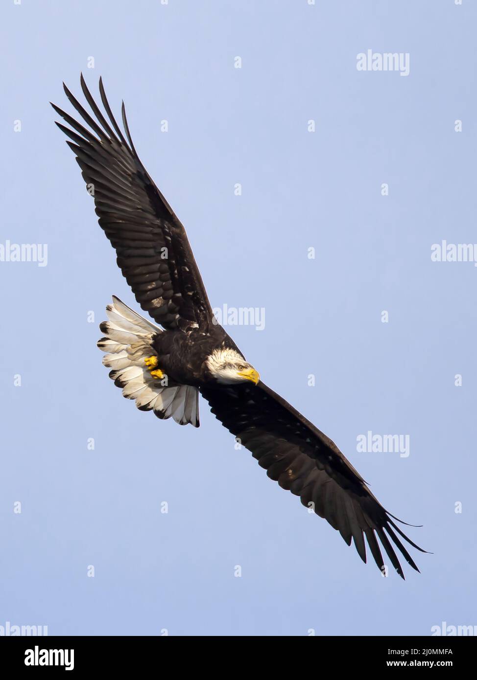 Sky eagle hi-res stock photography and images - Alamy
