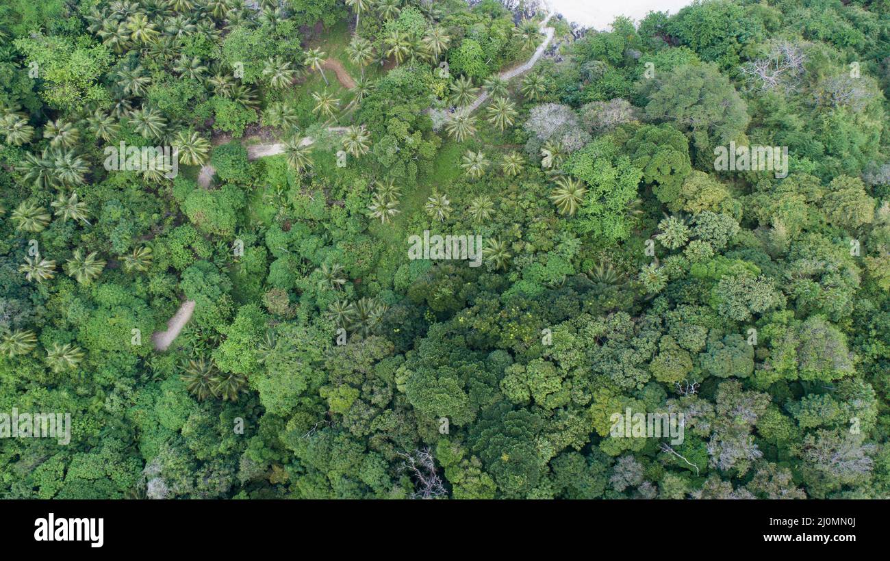 Amazing forest Aerial view of forest trees Rainforest ecosystem and ...