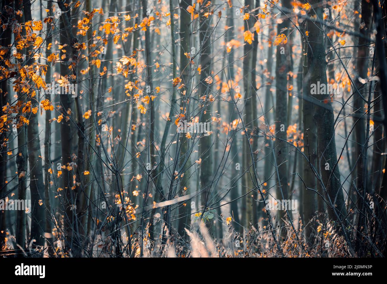 Tree trunks silhouette hi-res stock photography and images - Alamy