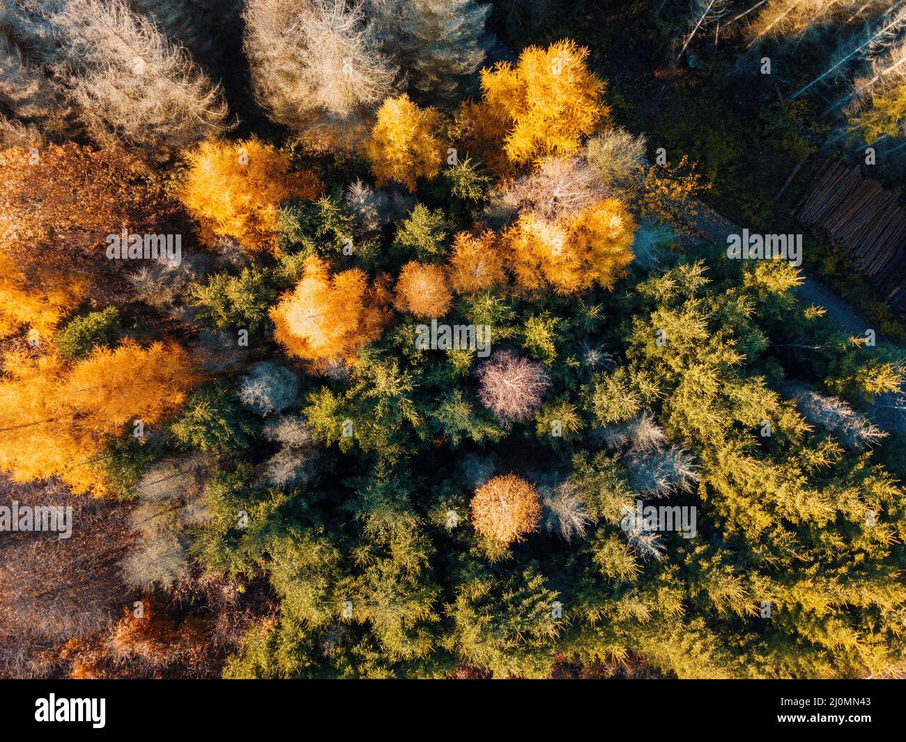Beautiful natural woodland environment hi-res stock photography and images - Alamy