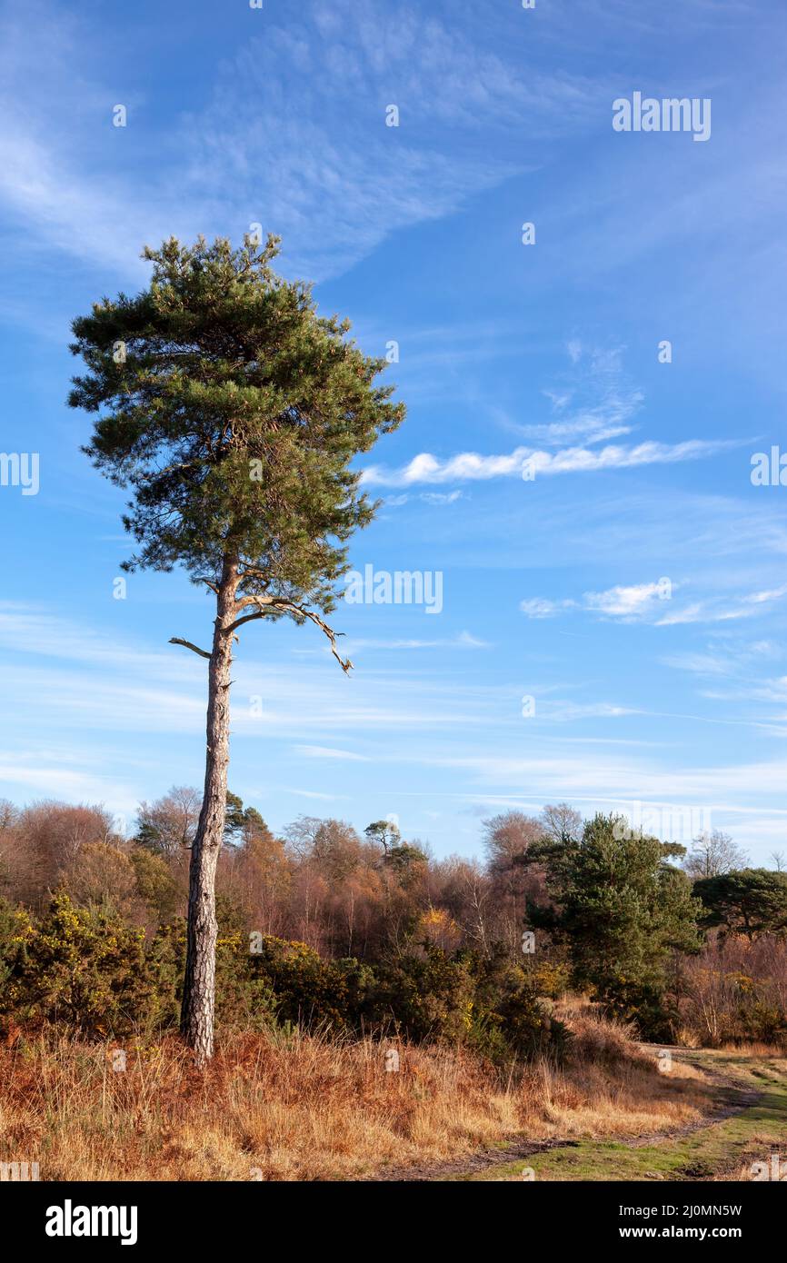 Lone Scott's Pine tree in the Ashdown Forest Stock Photo - Alamy