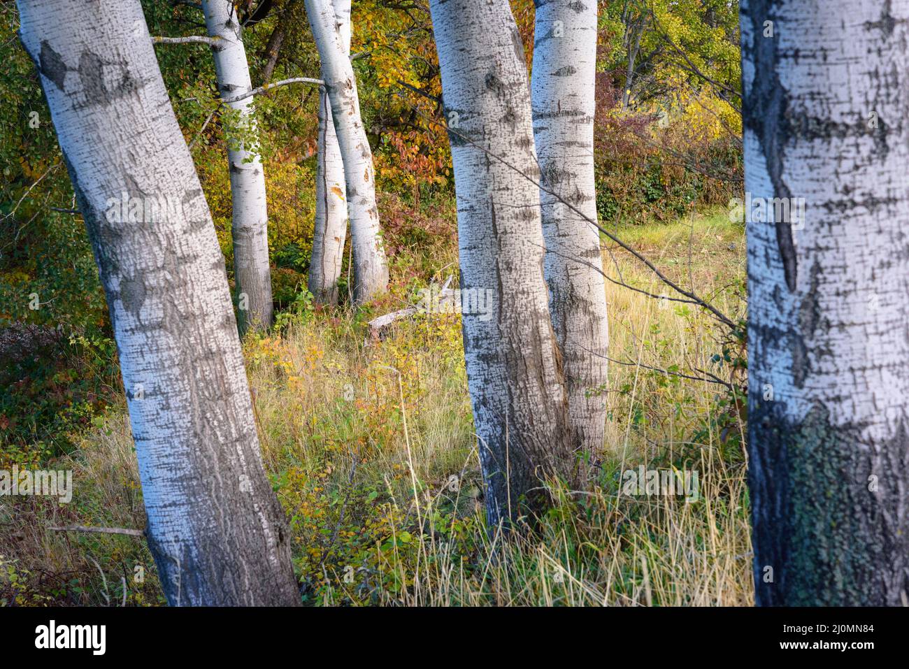Morning mist and color birch hi-res stock photography and images - Alamy