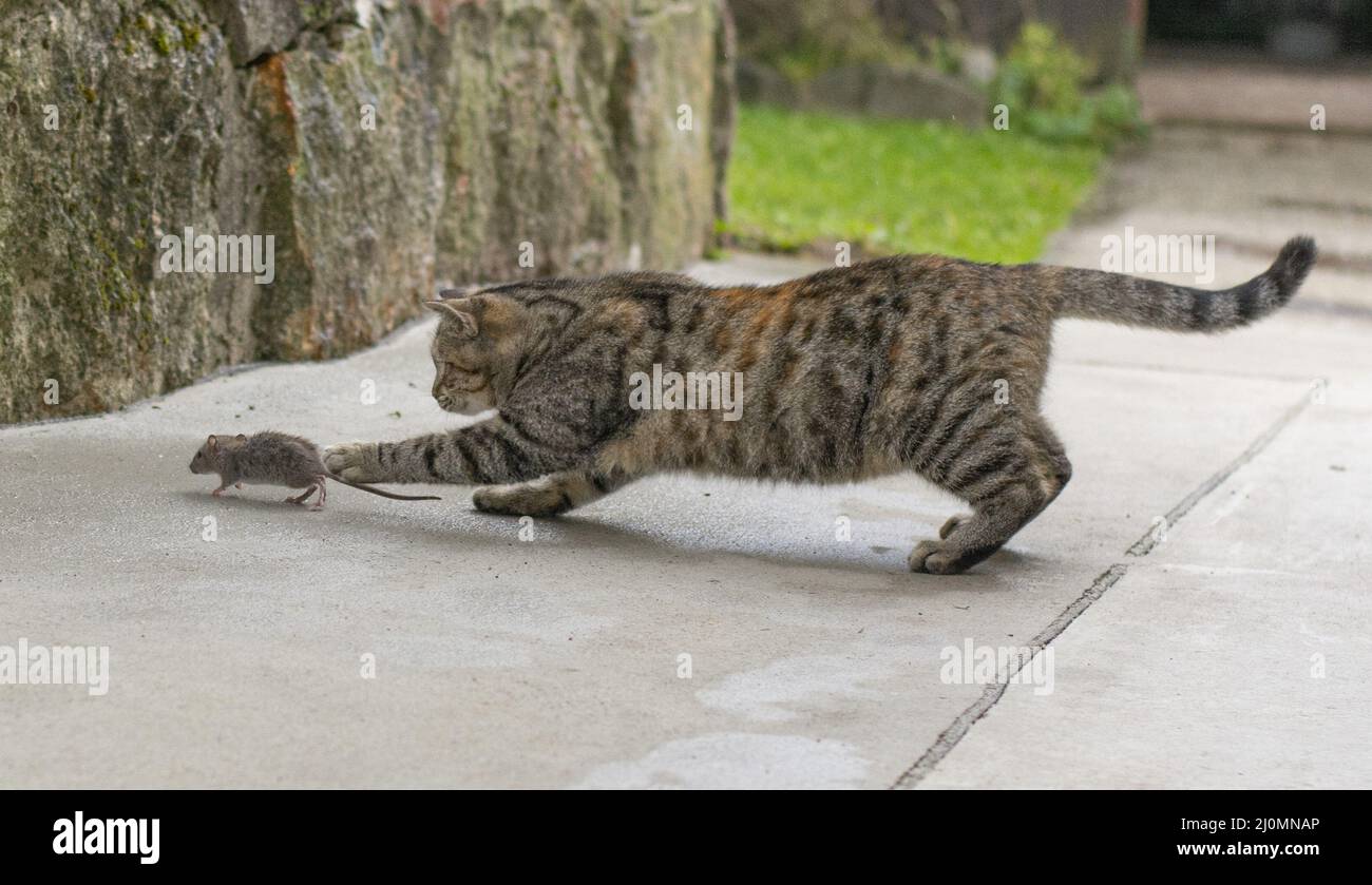 Grey stripped cat hunting the mouse. Young cat catching a mouse Stock ...