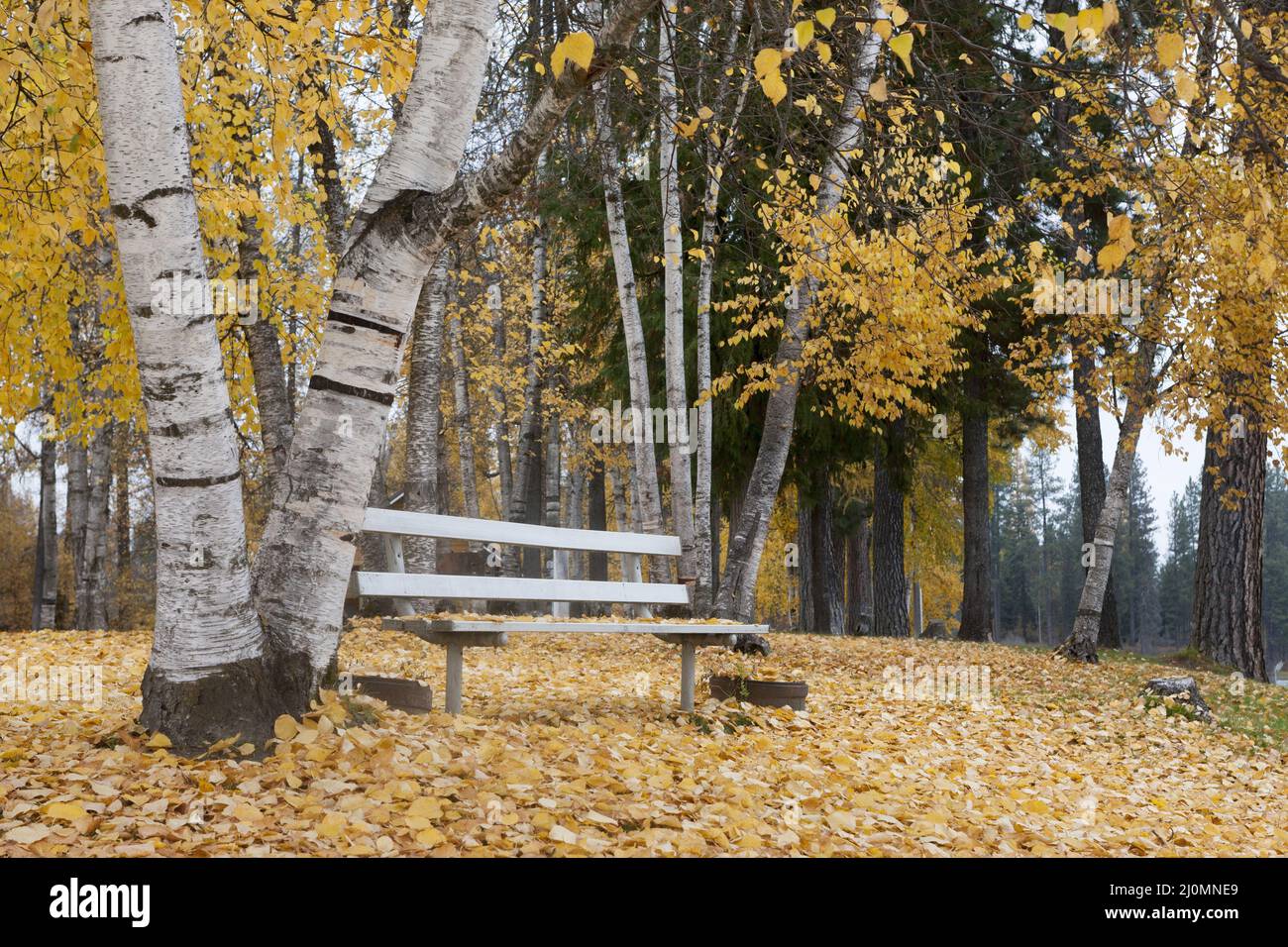 Empty park bench leaves hi-res stock photography and images - Alamy