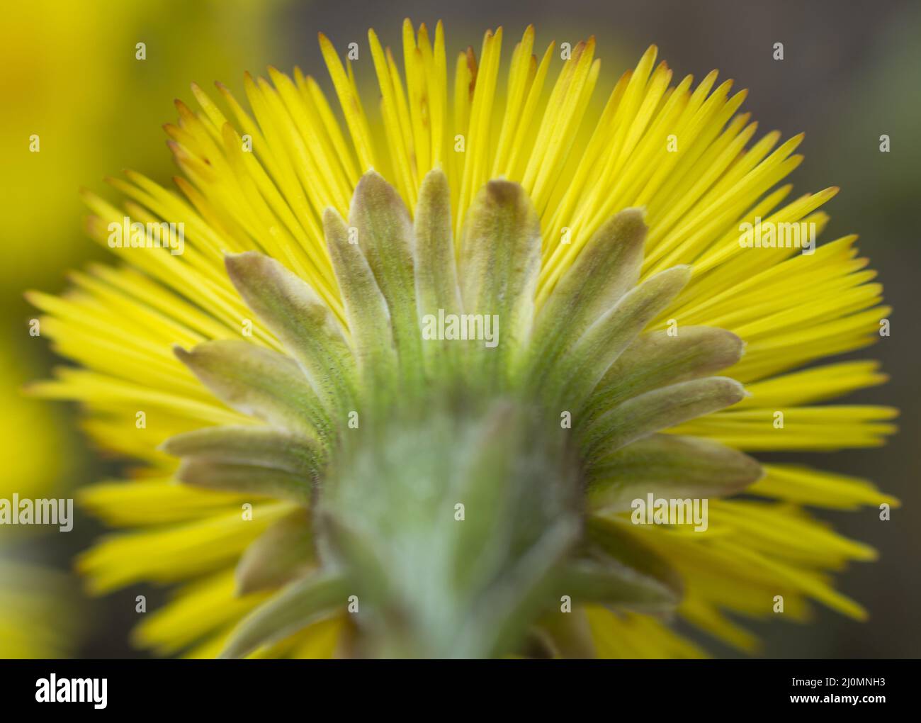 Early yellow flower hi-res stock photography and images - Alamy