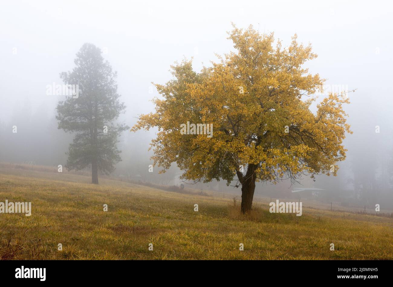 Tree with fog hi-res stock photography and images - Alamy