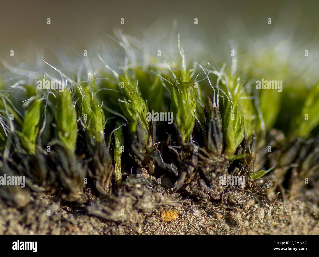 Moss (Bryophyta) cross section. Cut through the moss. Close up ...