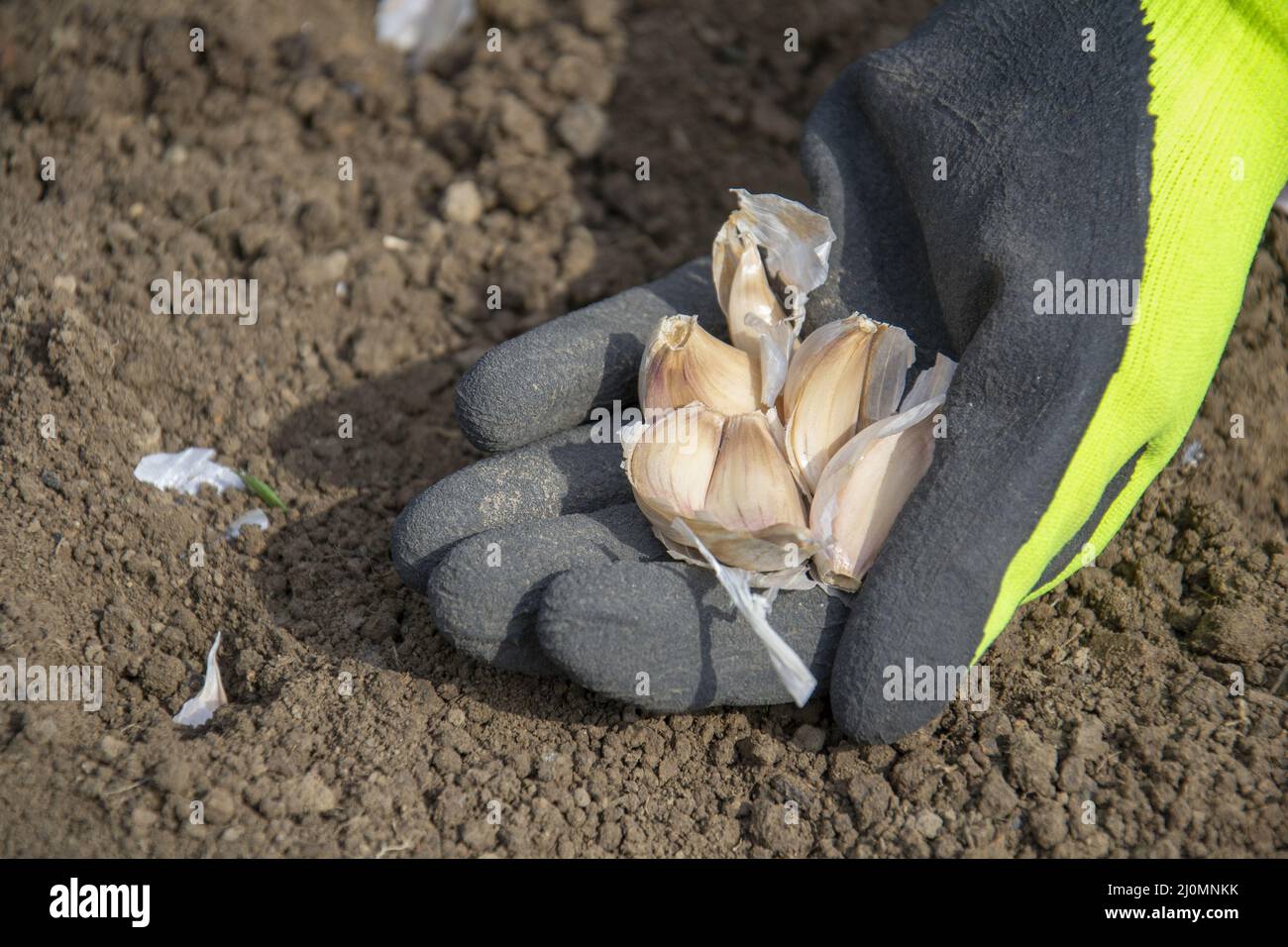 Female hand in garden glove holding bunch of garlic cloves. Planting ...
