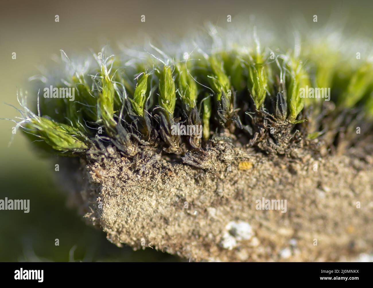 Moss (Bryophyta) cross section. Cut through the moss. Close up ...