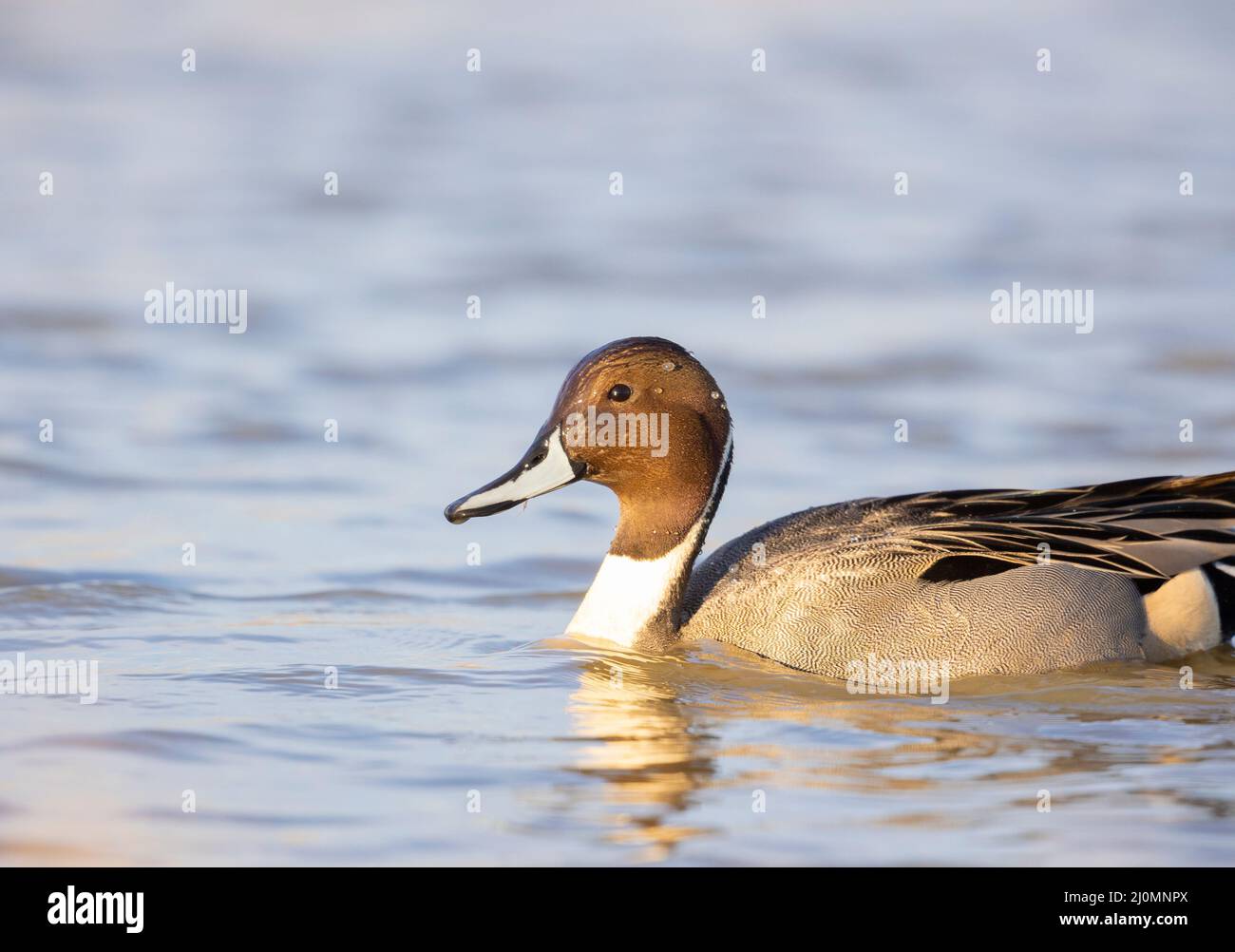 Northern pintail duck hi-res stock photography and images - Alamy