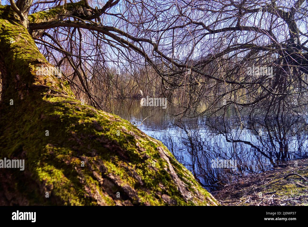 Slate tree with mossy bark and dense leafless branches in front of pond ...