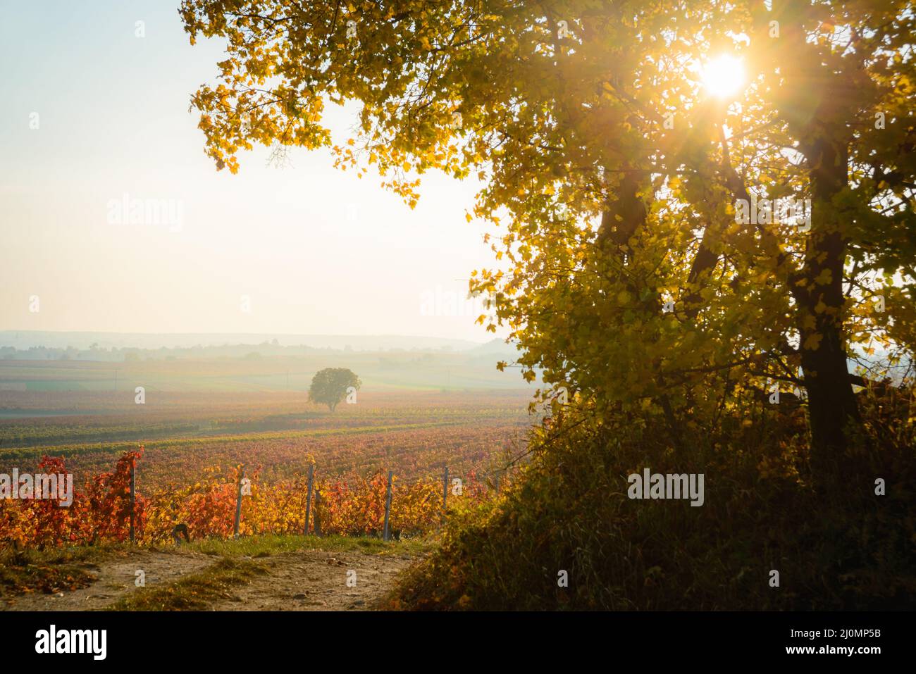 Vibrant autumn trees bright hi-res stock photography and images - Alamy