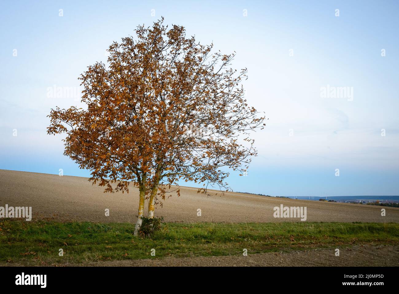 Walnut tree on horizon hi-res stock photography and images - Alamy