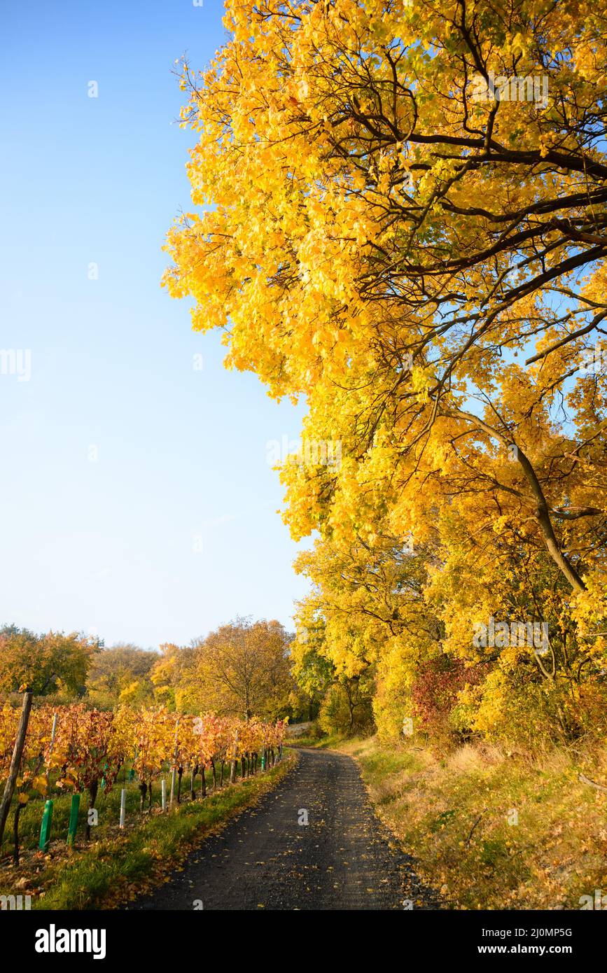 Vibrant trees hi-res stock photography and images - Alamy